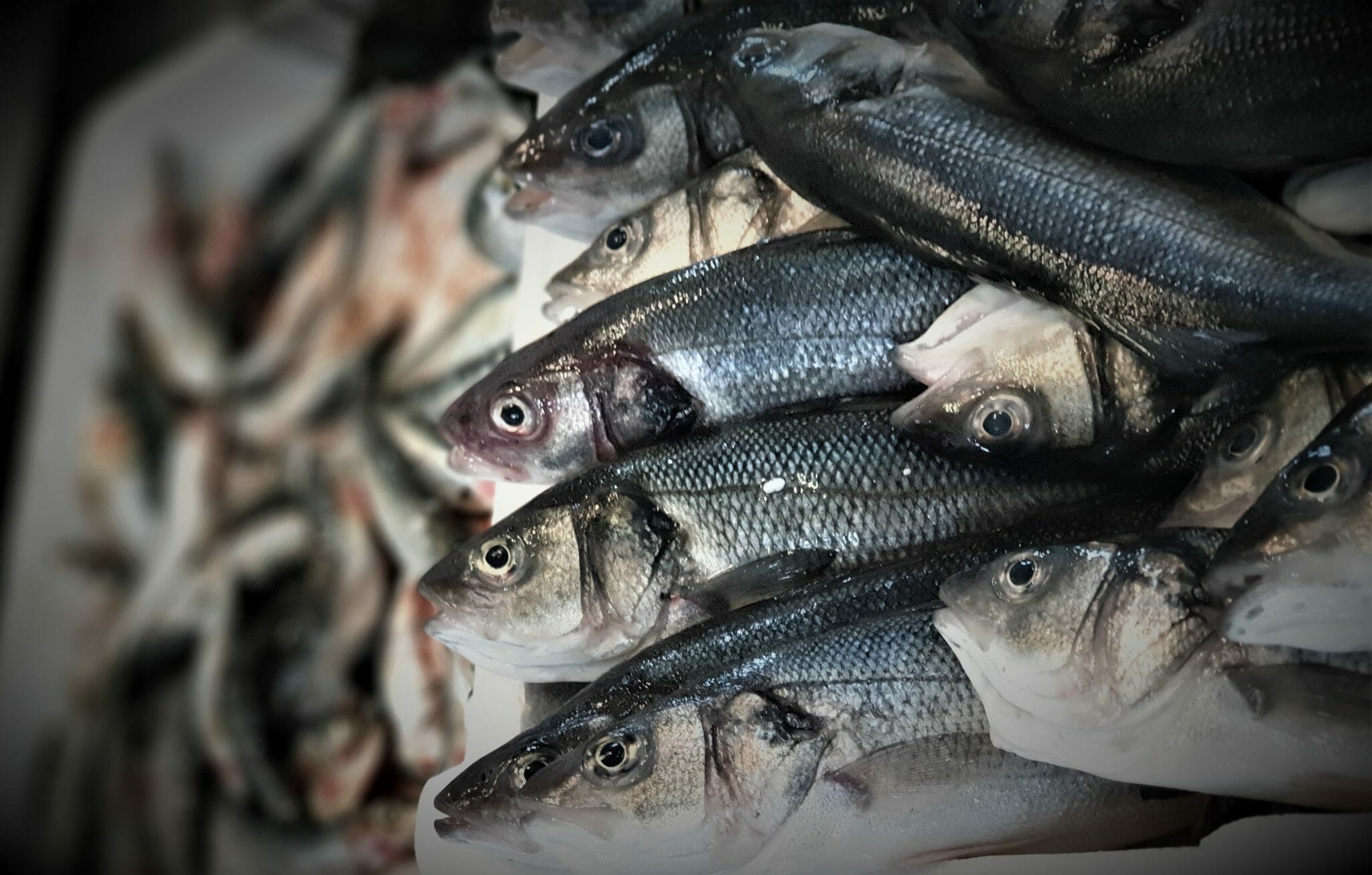 Cefali freschi - Pescheria Varpesca